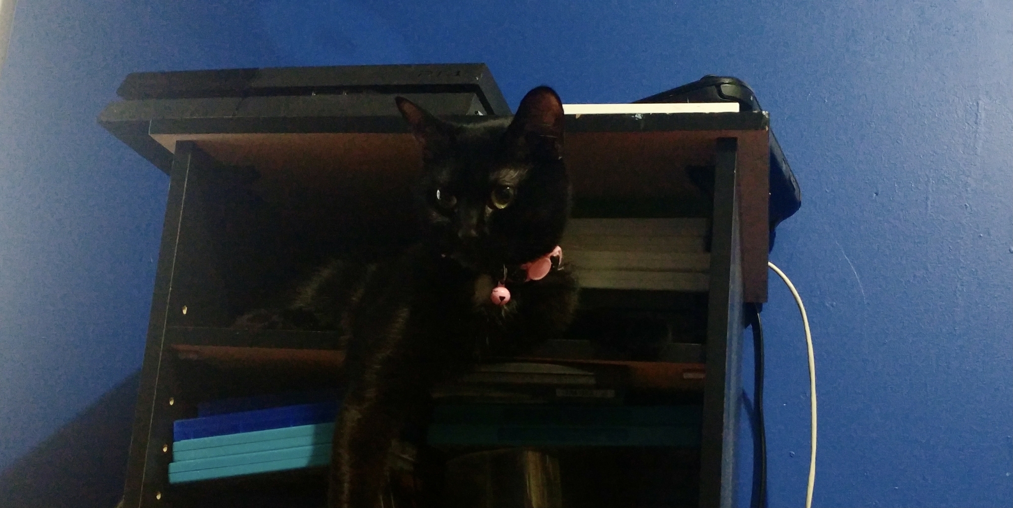 How to Introduce a New Console to Your Cats